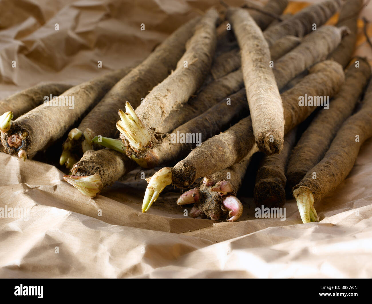 Salsify Root Vegetable Oyster Plant Stock Photo - Alamy