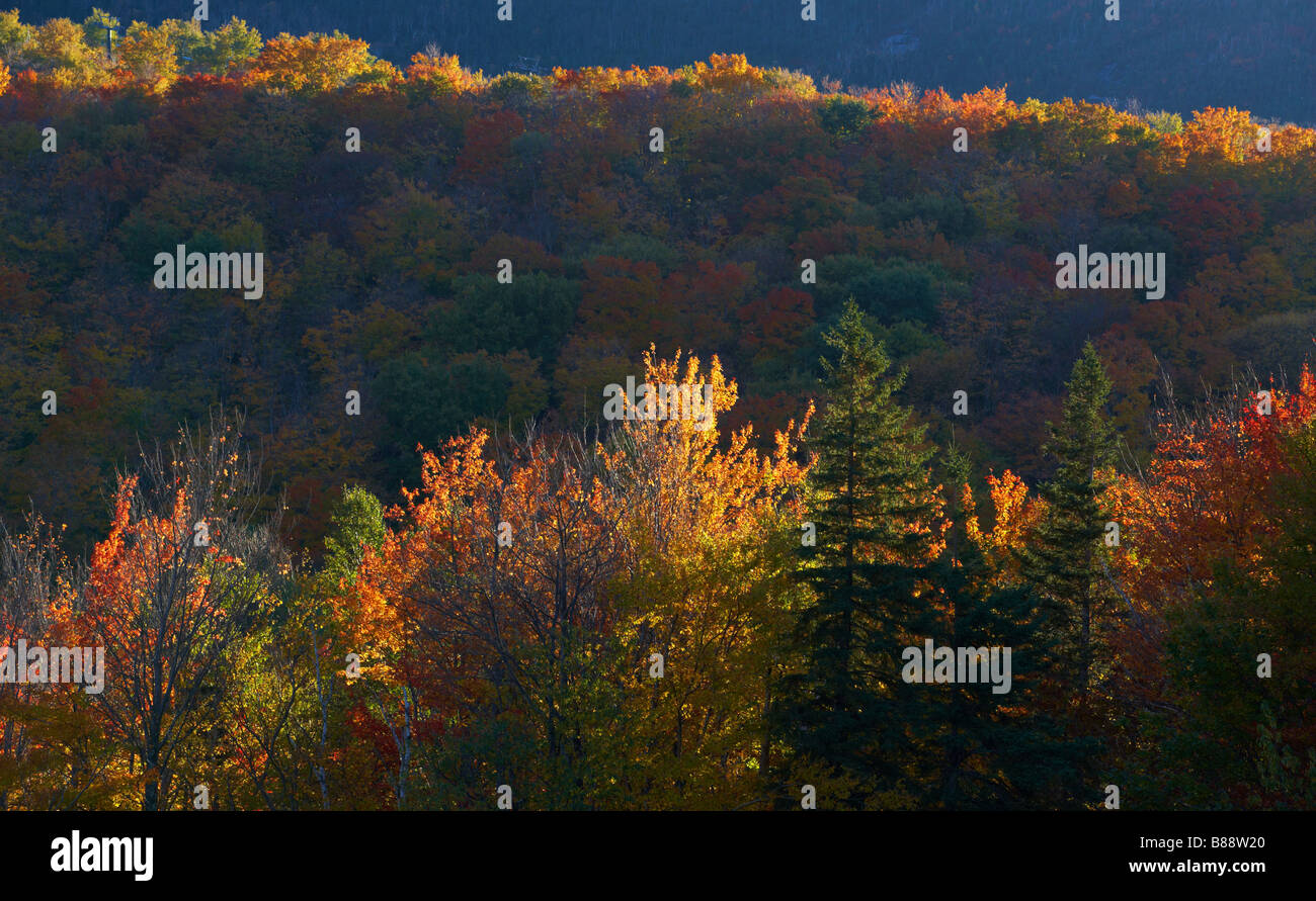 Backlit fall colours near Echo Lake in Franconia Notch State Park Stock ...