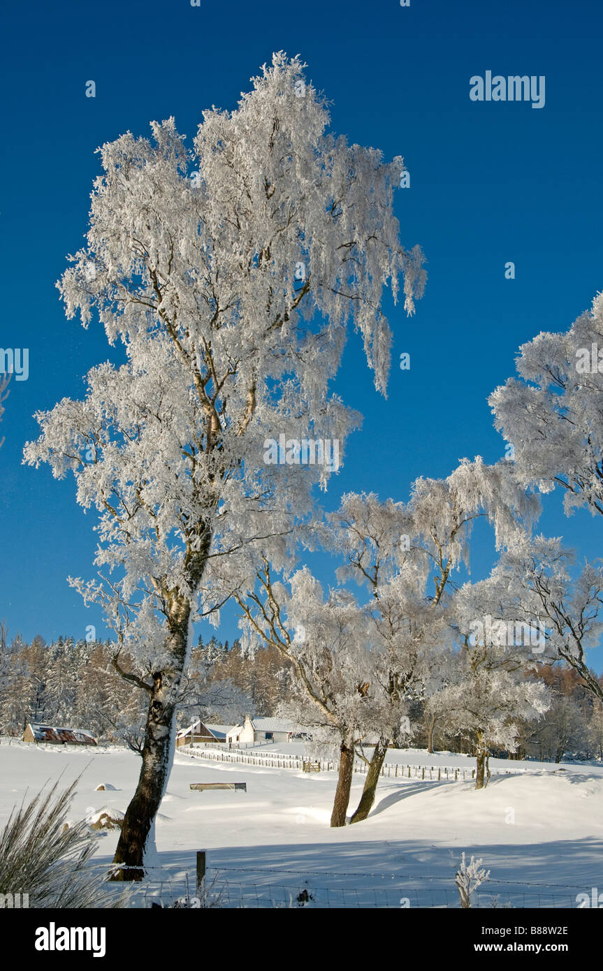 Winter snow and frost on rural woodland trees Grantown on Spey Moray ...