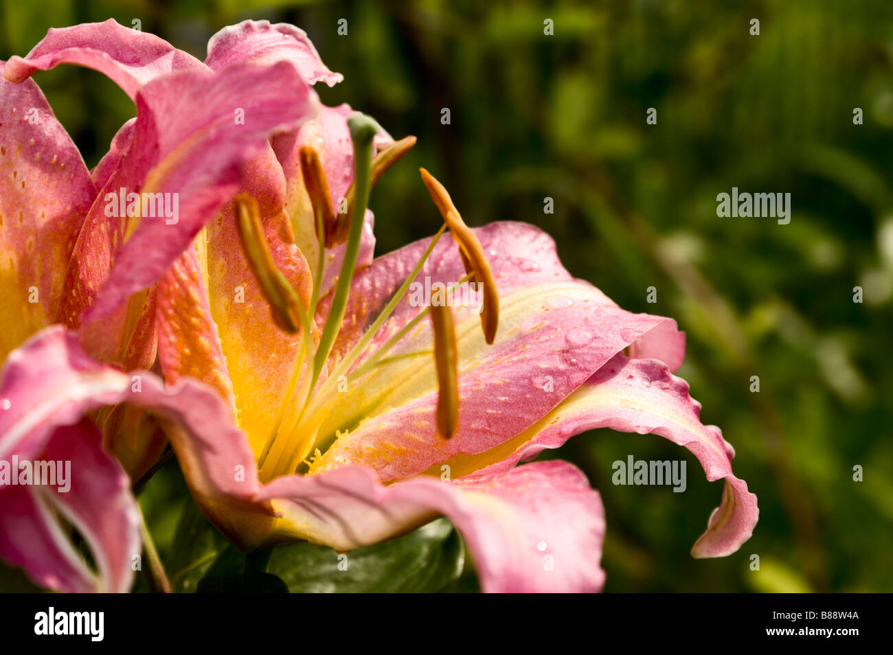 Pink lilium hi-res stock photography and images - Alamy