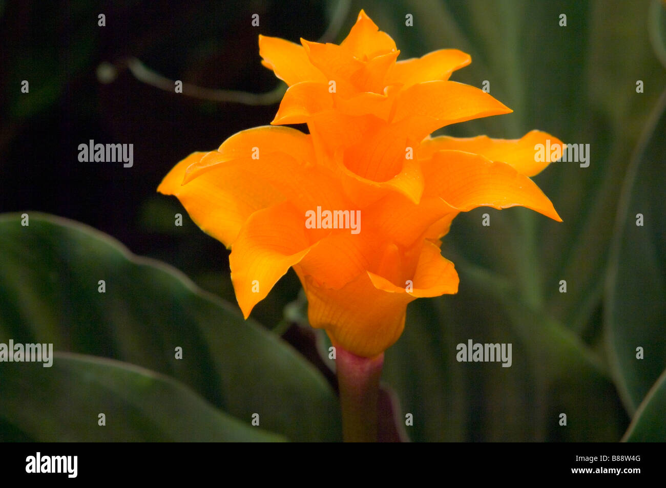 Eternal Flame Latin Name "Calathea Crocata Stock Photo - Alamy