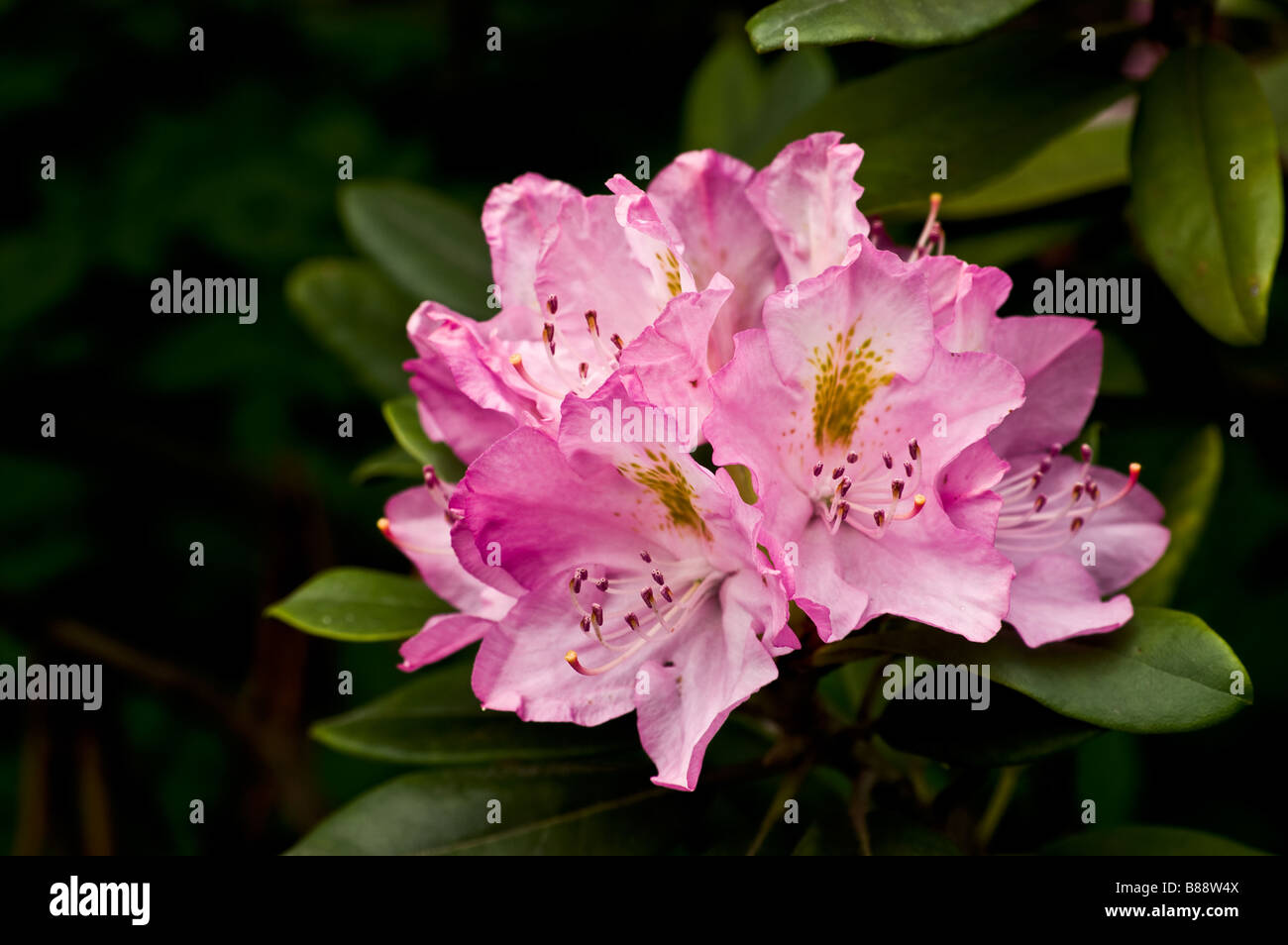 Single pink rhododendron hi-res stock photography and images - Alamy