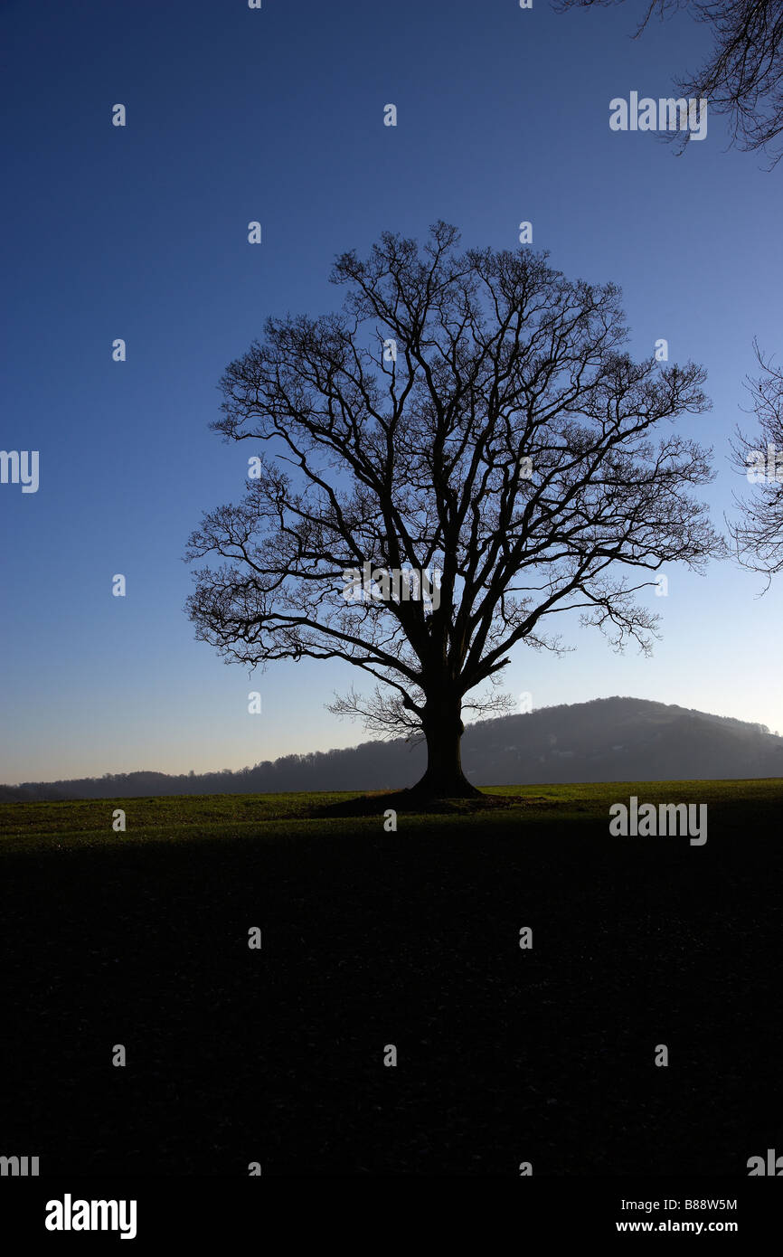 Oak Tree in Evening Sky near Goodrich Castle, Herefordshire, England ...