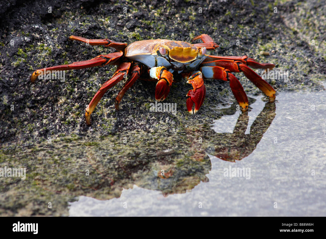 Sally Lightfoot Crab Close Up High Resolution Stock Photography and ...