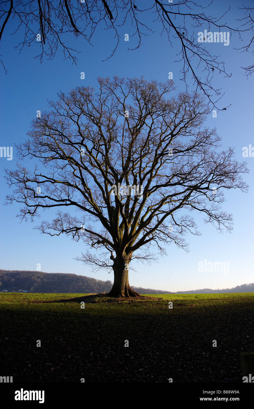 Oak Tree in Evening Sky near Goodrich Castle, Herefordshire, England ...