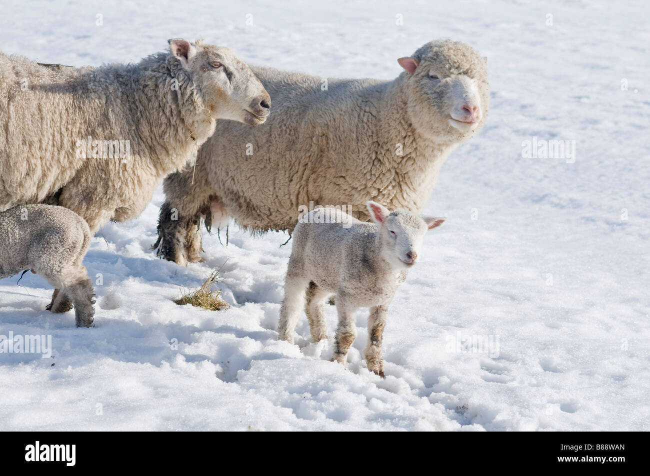 Two mom sheep with their lambs in the snow Stock Photo - Alamy