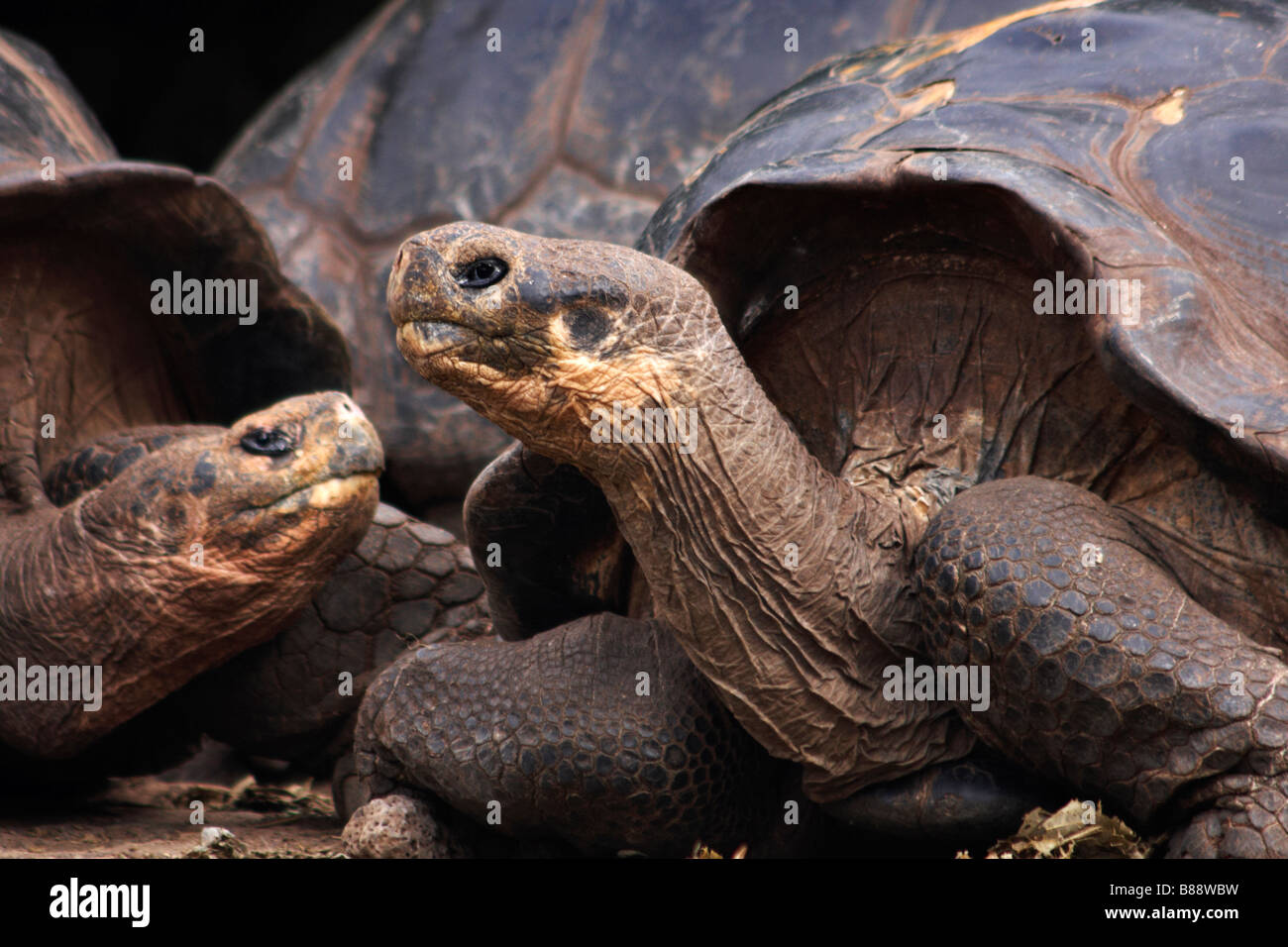 Dome shaped tortoise hi-res stock photography and images - Alamy