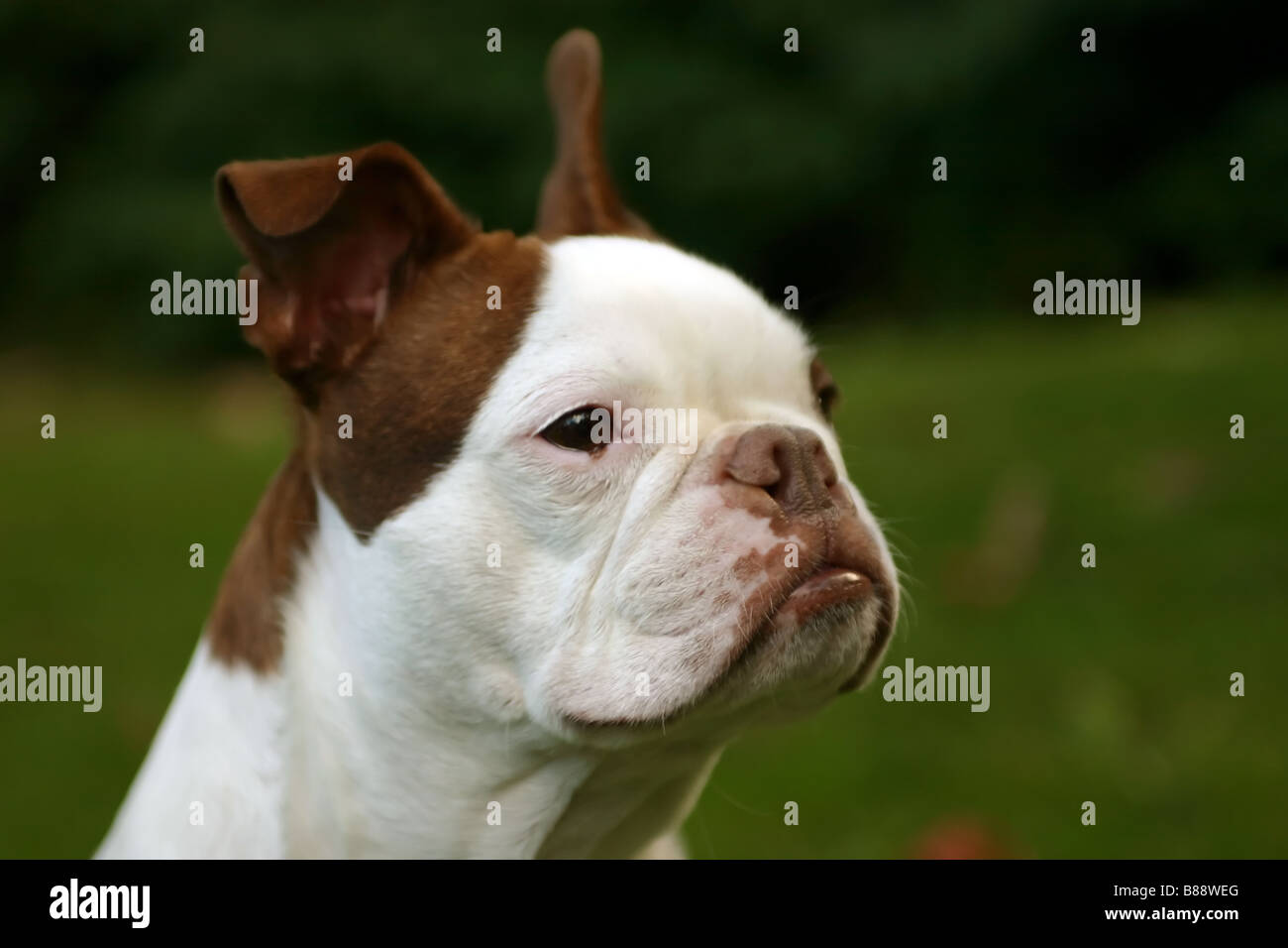 Light brown dog field hi-res stock photography and images - Alamy
