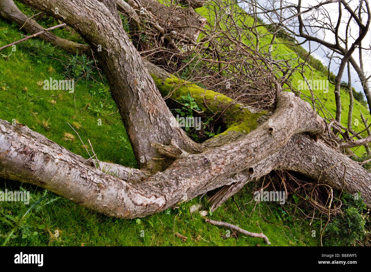 Tangled wood hi-res stock photography and images - Alamy