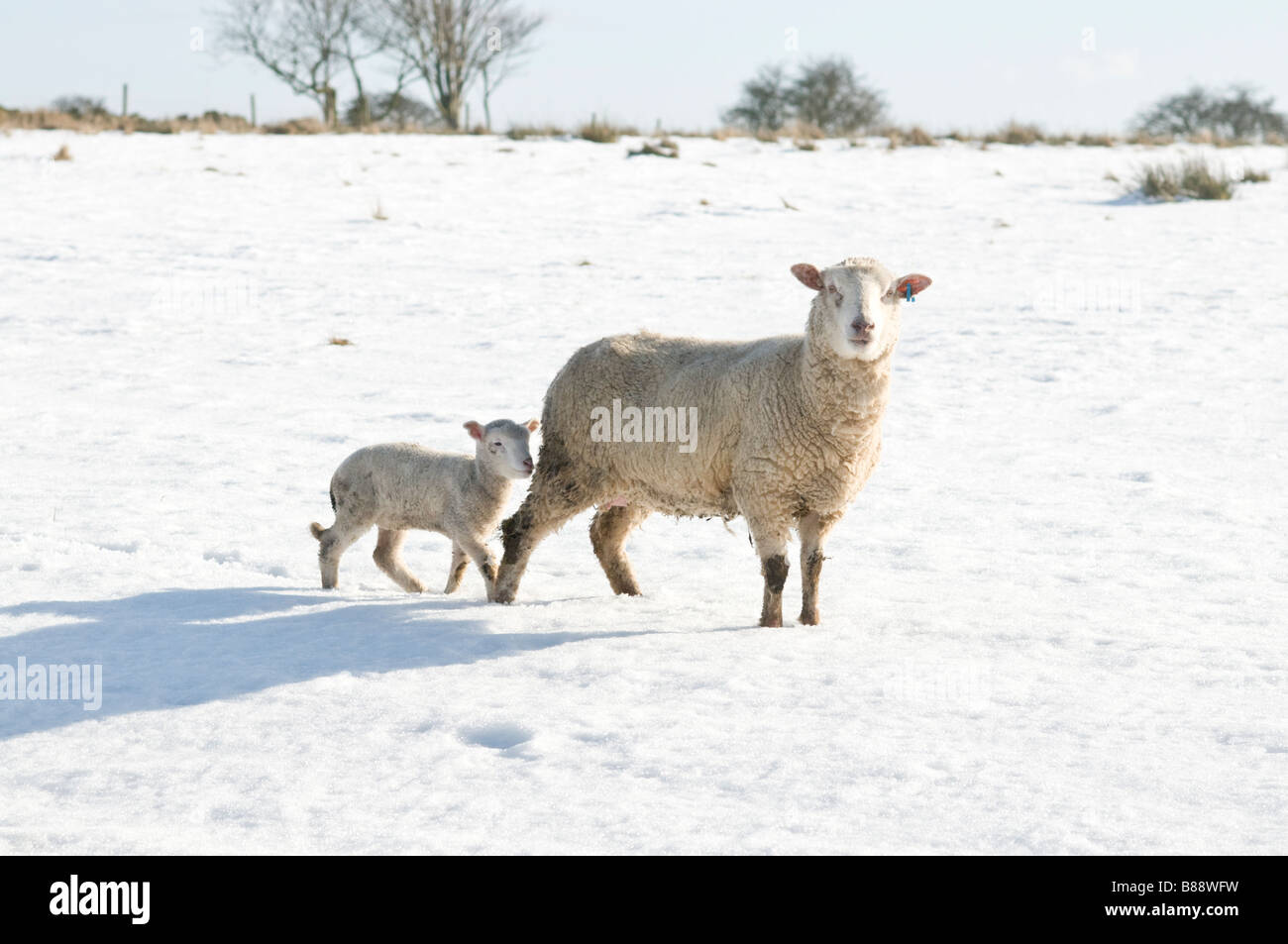 Newborn lamb snow hi-res stock photography and images - Alamy
