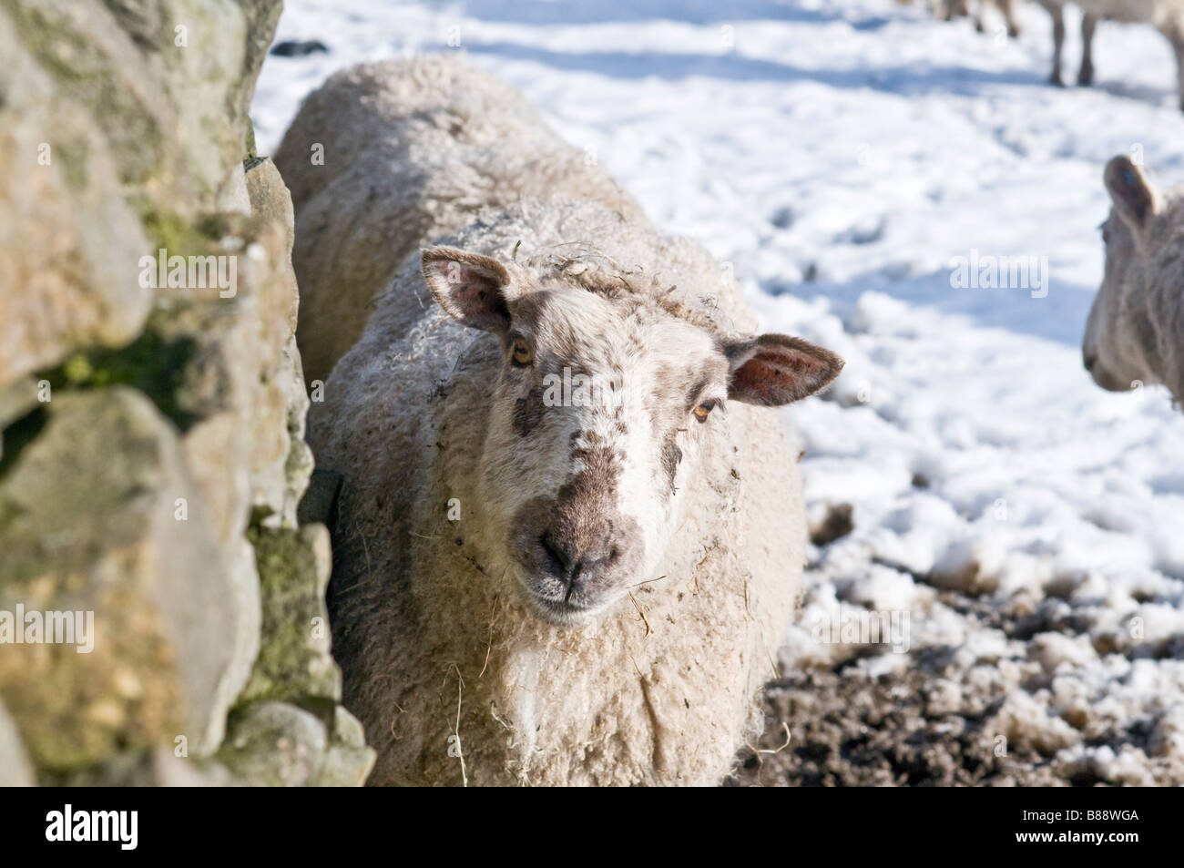 Sheep against wall hi-res stock photography and images - Alamy