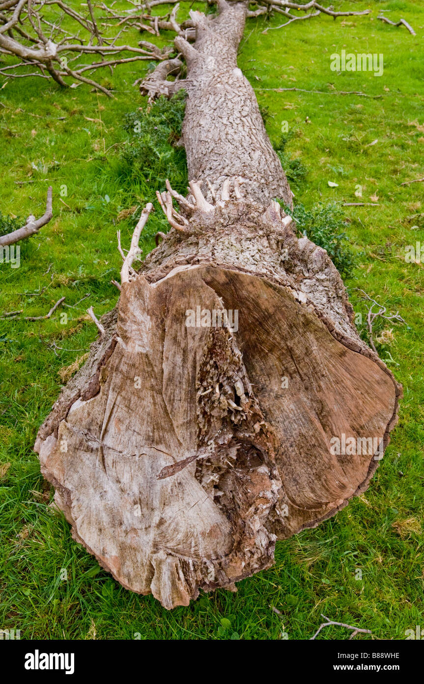 Logs and tangled wood from felled trees lying in a field Stock Photo ...