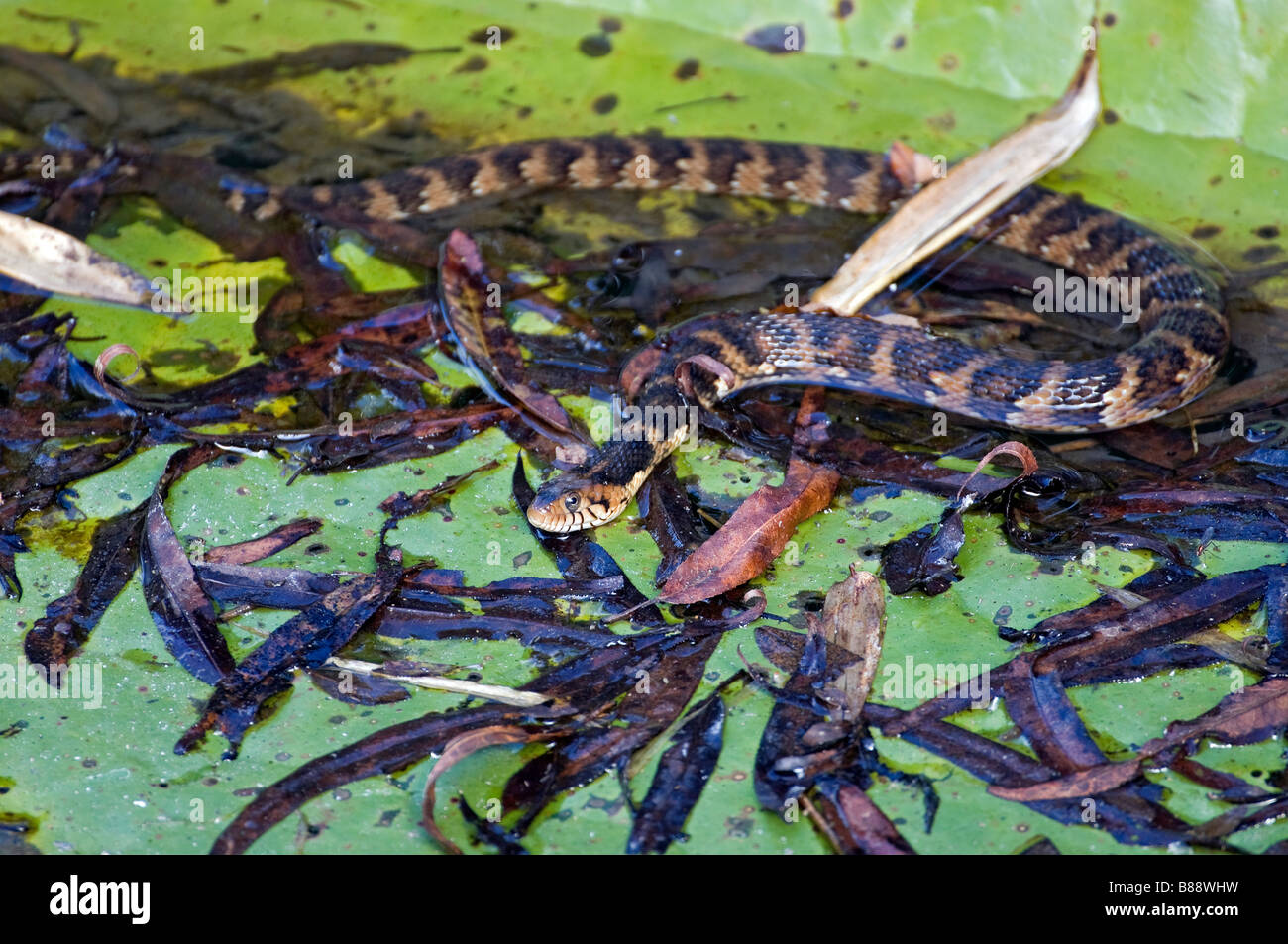Banded water snake Nerodia fasciata fasciata atop lily pad at Kanapaha ...