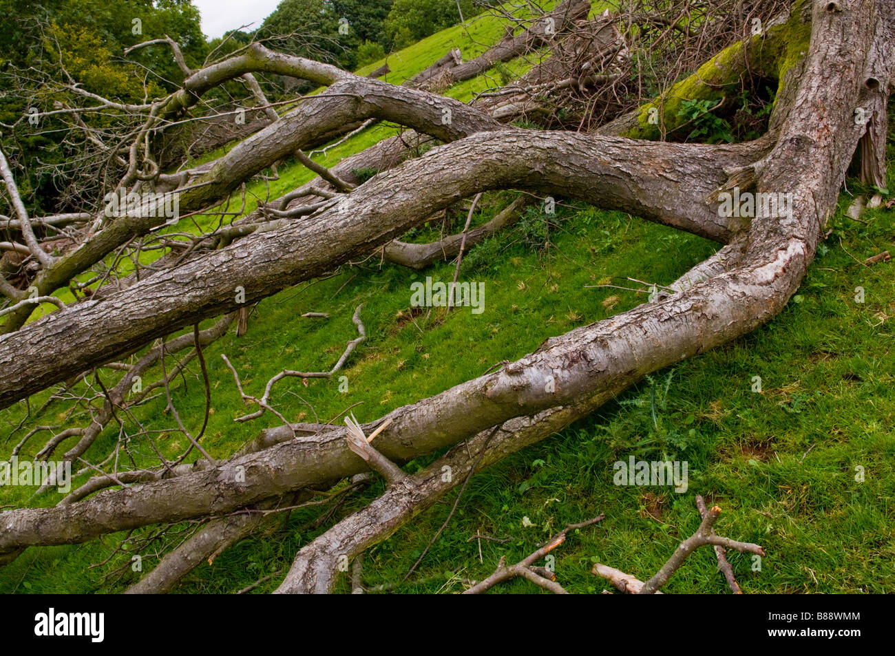 Tangled trees hi-res stock photography and images - Alamy