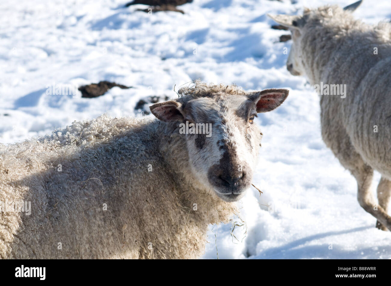 Lambing snow hi-res stock photography and images - Alamy