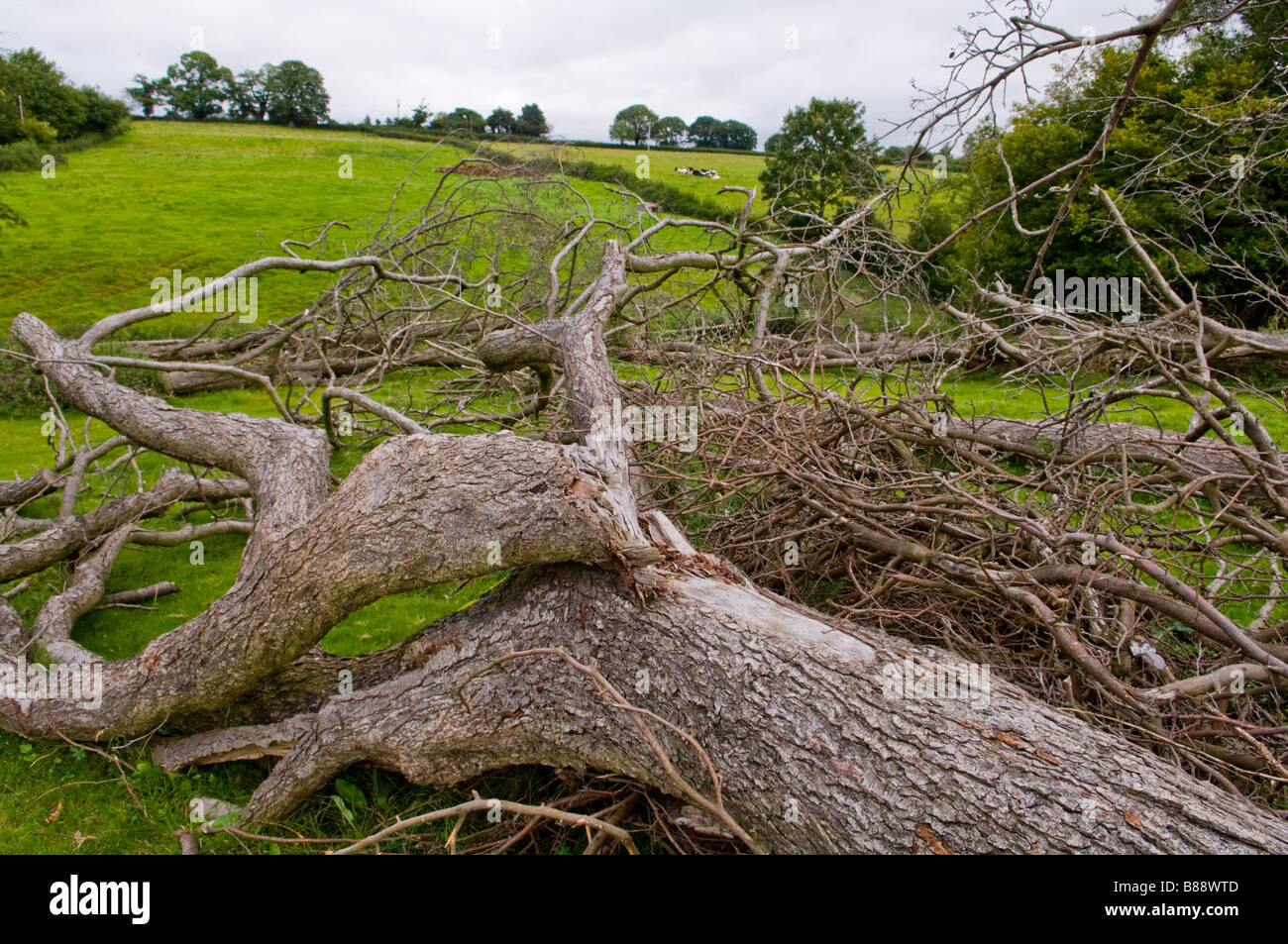 Tangled trees hi-res stock photography and images - Alamy
