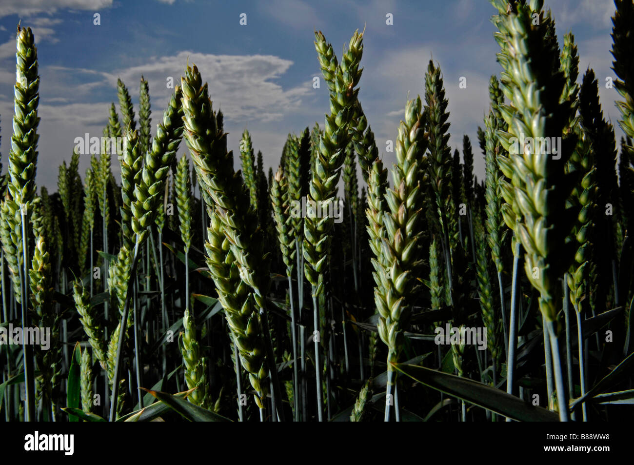 Wholemeal wheat field hi-res stock photography and images - Alamy