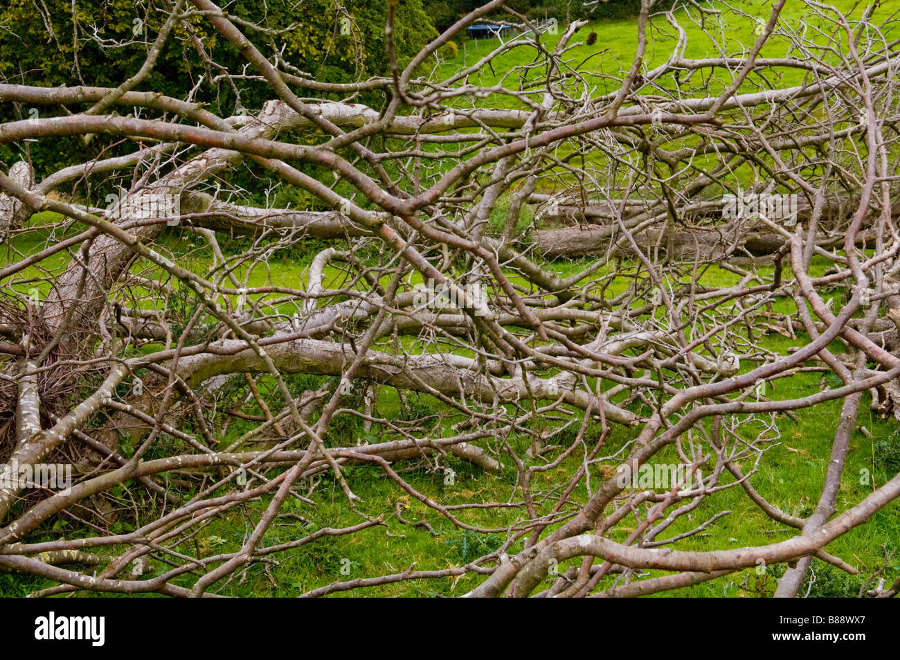 Tangled Grass High Resolution Stock Photography and Images - Alamy