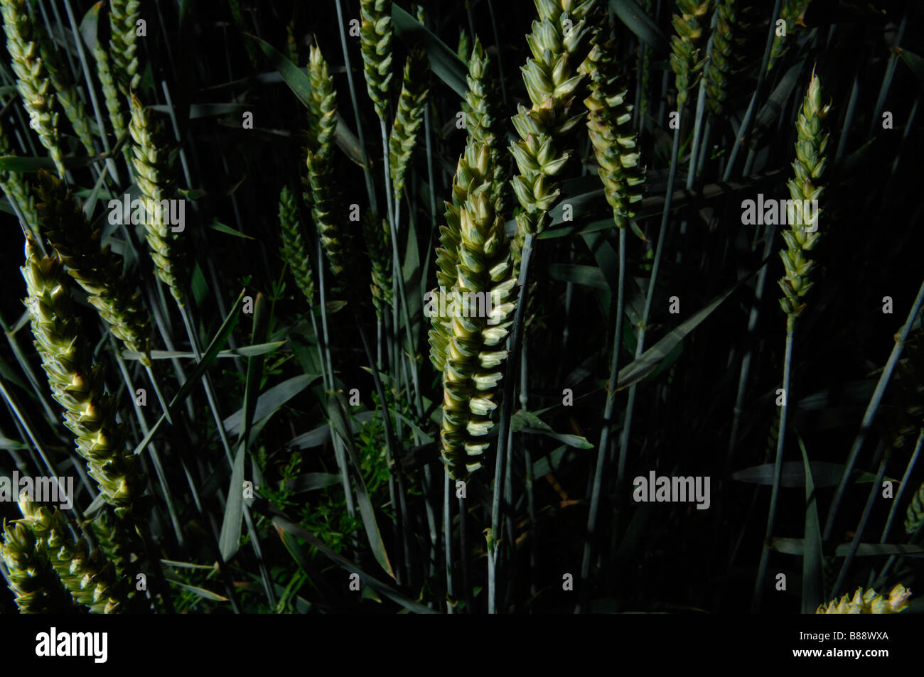 Wholemeal wheat field hi-res stock photography and images - Alamy
