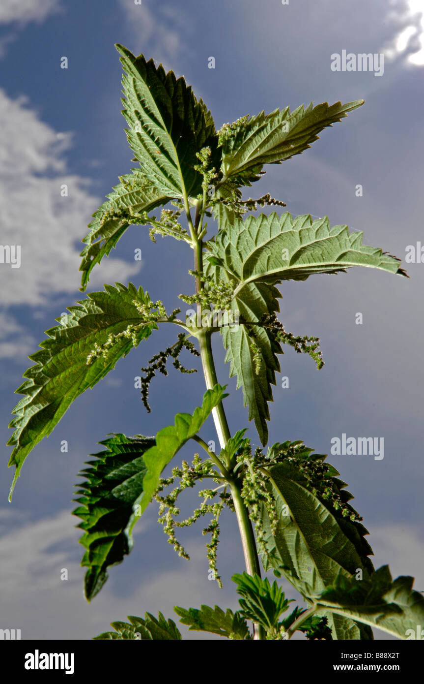 Stinging nettle in front of blue skye Stock Photo - Alamy