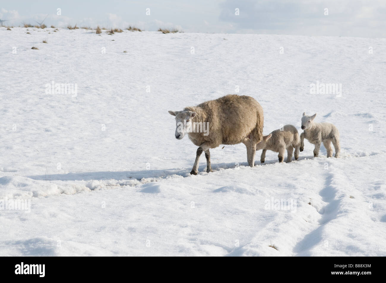Mummy sheep hi-res stock photography and images - Alamy