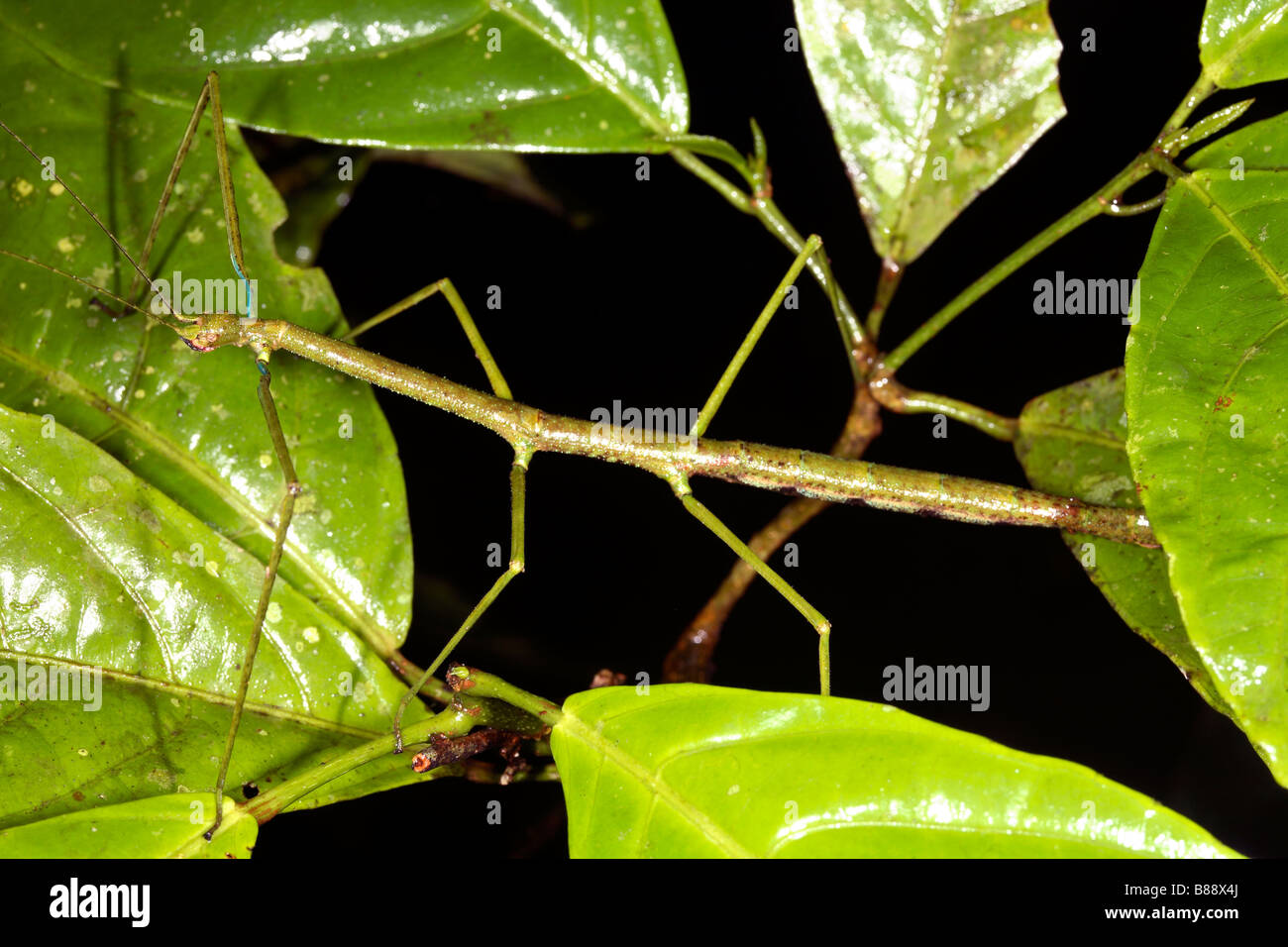 Stick insect hi-res stock photography and images - Alamy