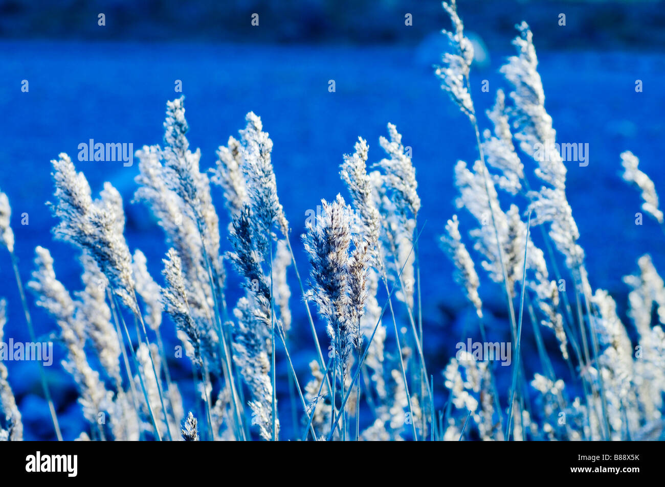 Freshwater pond ecosystem hi-res stock photography and images - Alamy