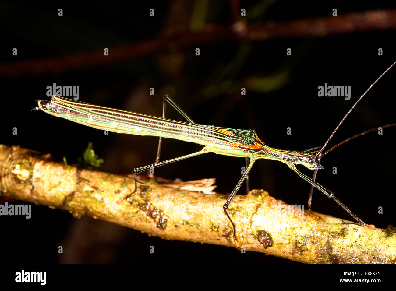 Tropical rainforest stick insect hi-res stock photography and images ...