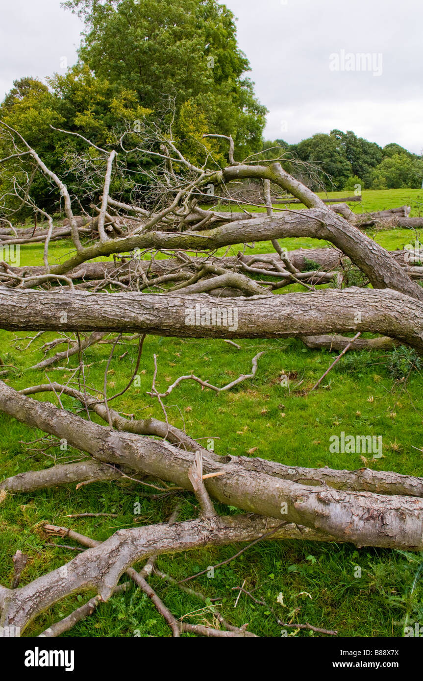 Tangled trees hi-res stock photography and images - Alamy