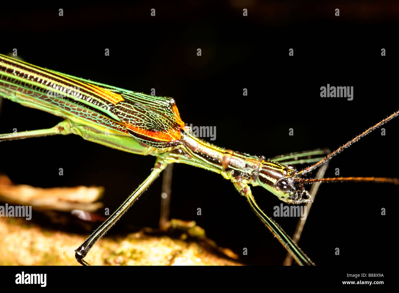 Tropical rainforest stick insect hi-res stock photography and images ...