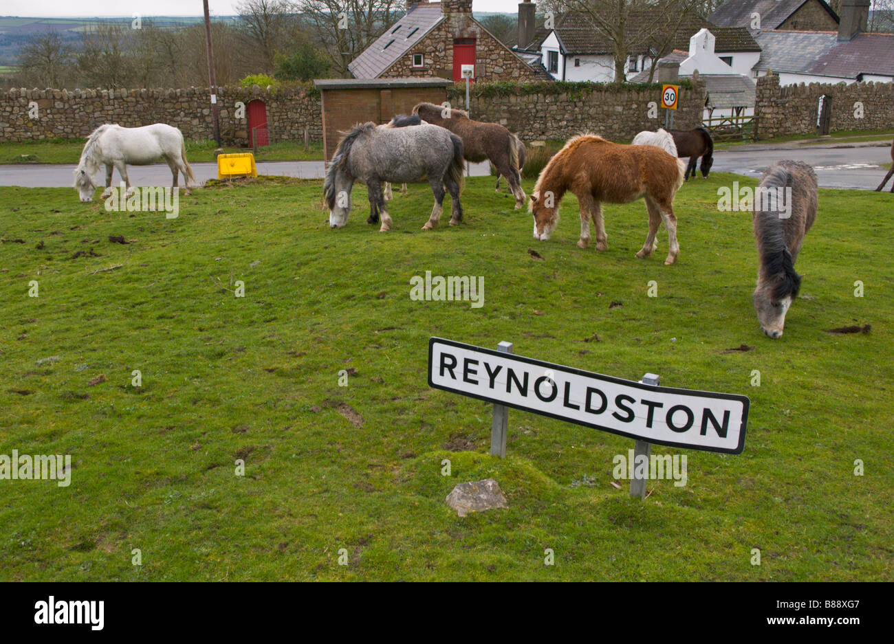 Wild horses graze freely on the roadside verge at Reynoldston Gower ...
