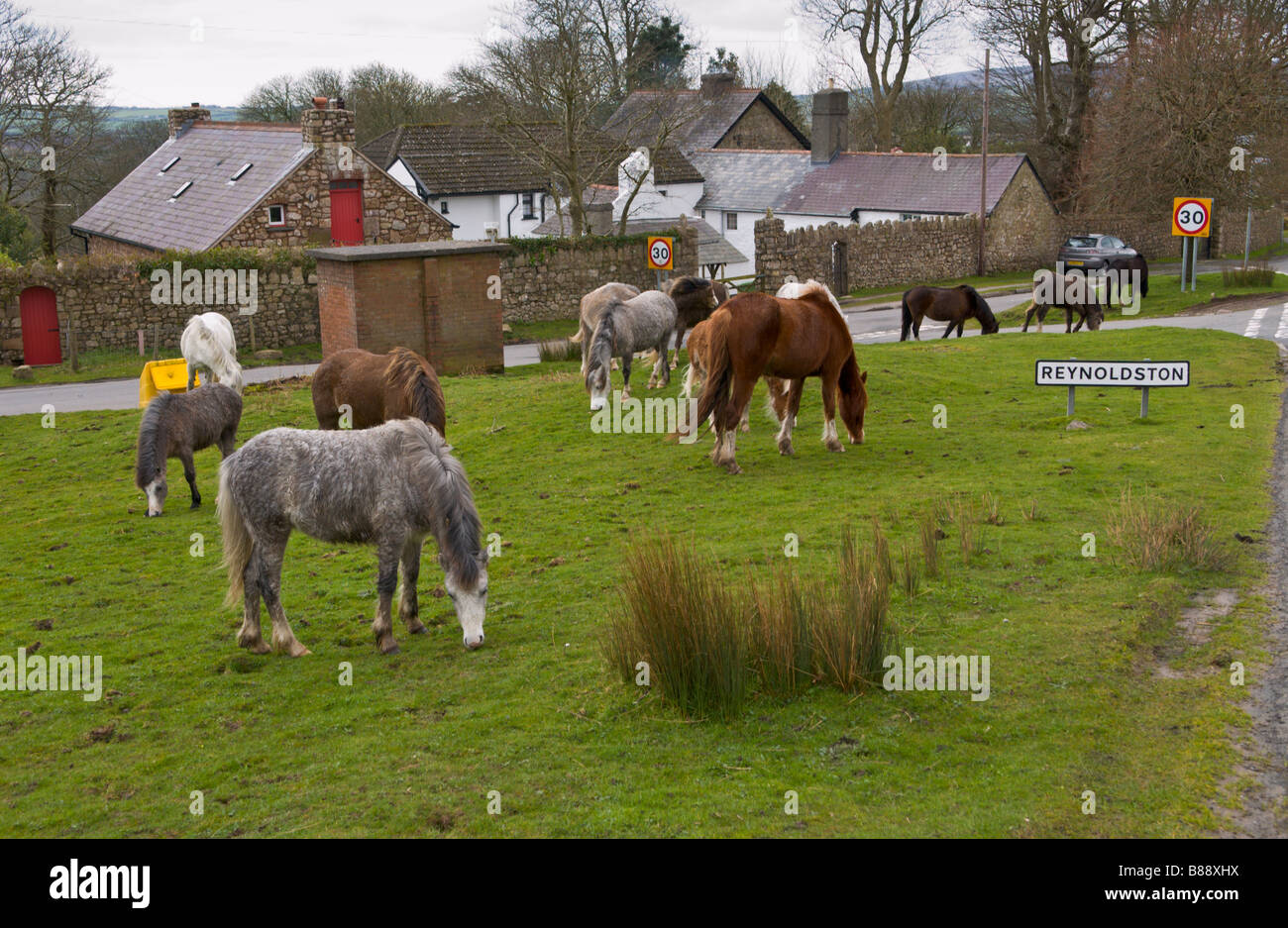Wild horses graze freely on the roadside verge at Reynoldston Gower ...