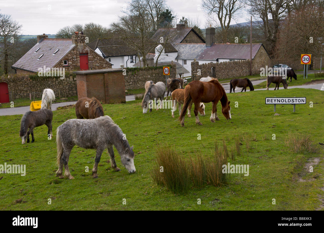 Wild horses graze freely on the roadside verge at Reynoldston Gower ...