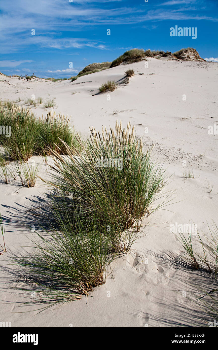 Marram grass Ammophilia arenaria stabilising sand dunes Lacka Gora ...