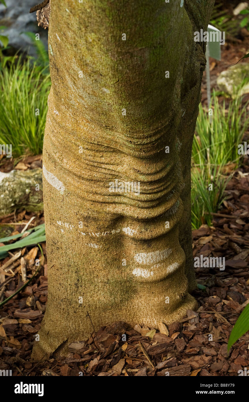 Tung Tree Aleurites Fordii Euphorbiaceae at Kanapaha Botanical Gardens ...