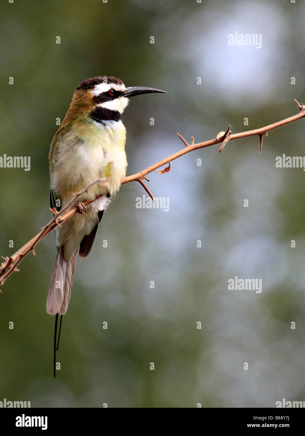 White-throated Bee-eater, Merops albicollis Stock Photo - Alamy