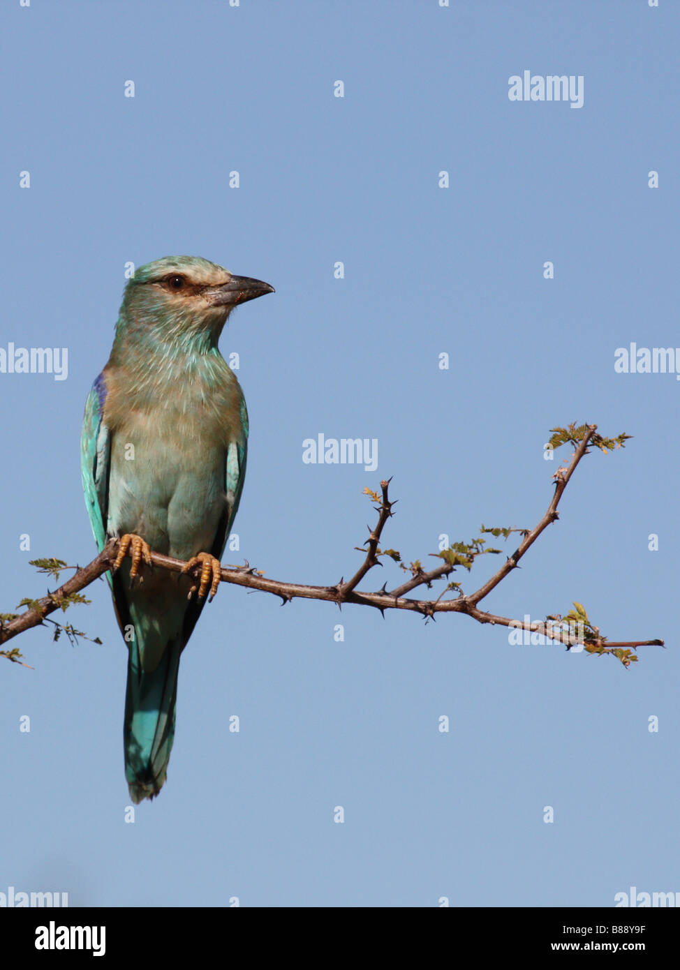 Eurasian roller bird hi-res stock photography and images - Alamy
