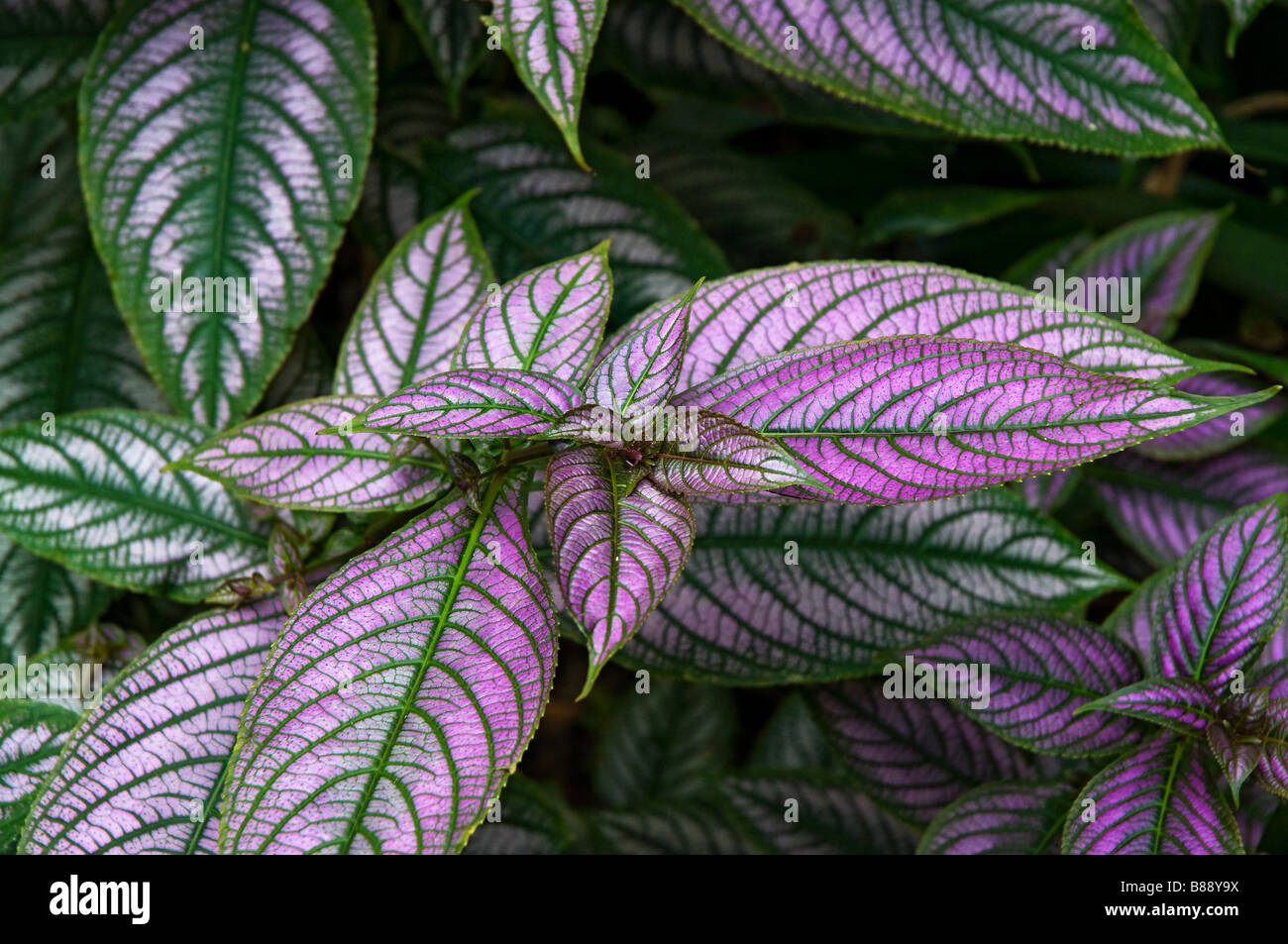 Acanthaceae family hi-res stock photography and images - Alamy