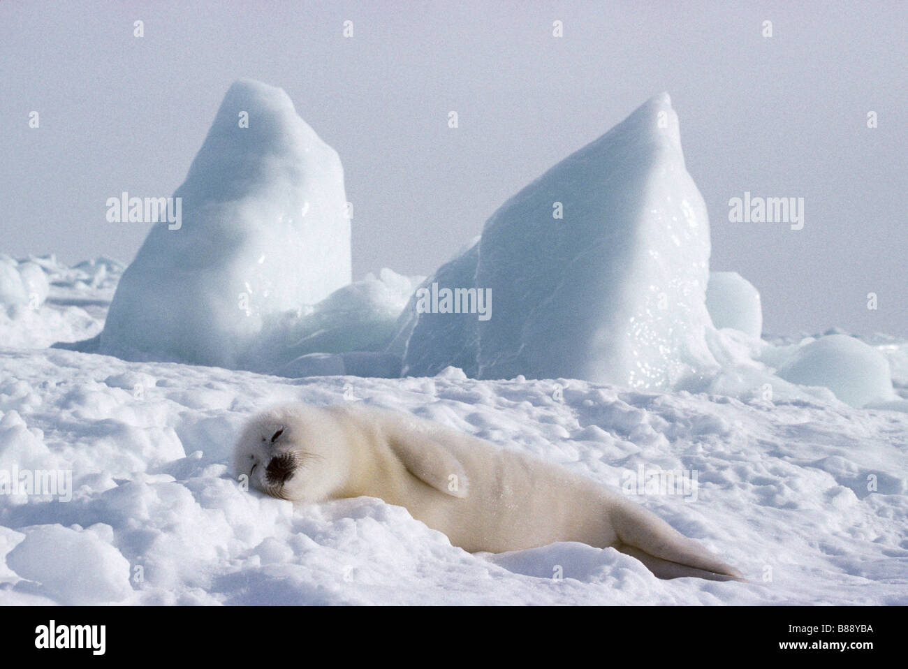 Harp seal pup Phoca groenlandica or Phagophilus groenlandica sleeping on pack ice and snow Gulf ...