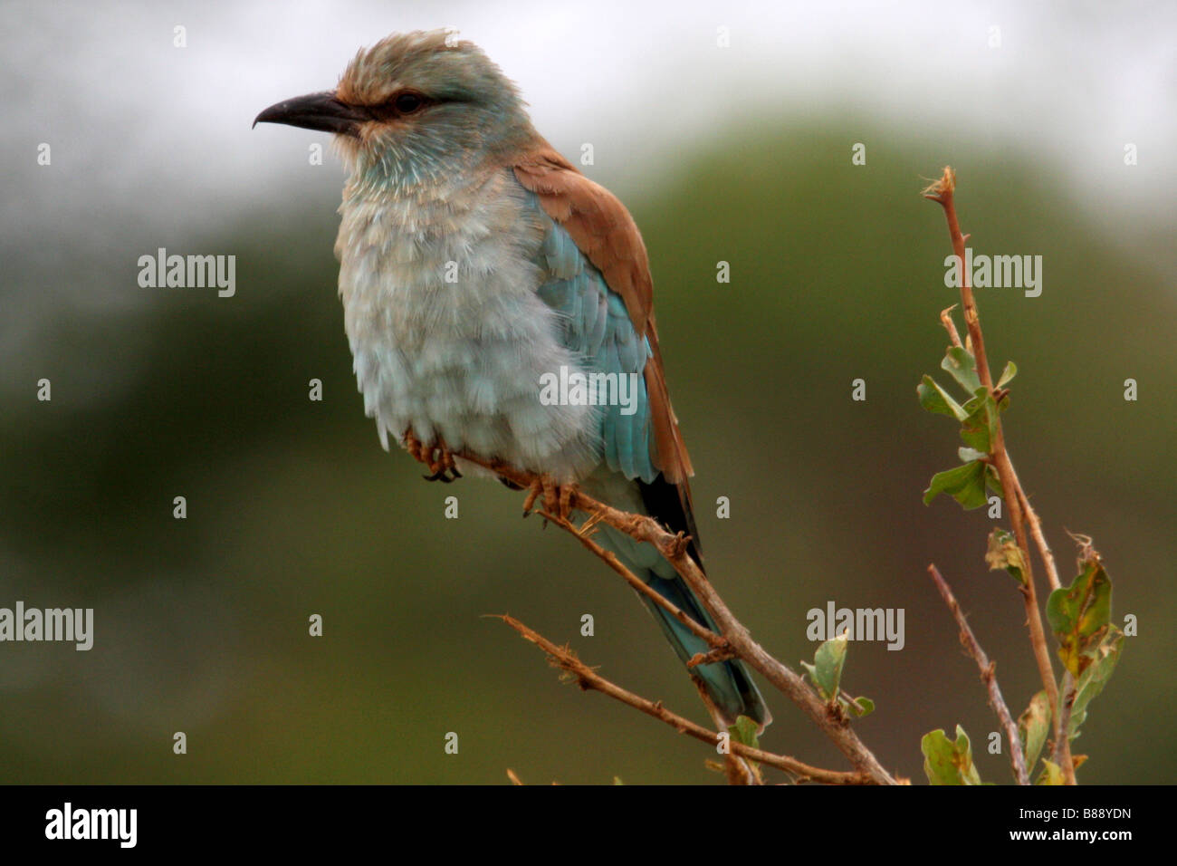 Eurasian roller bird hi-res stock photography and images - Alamy
