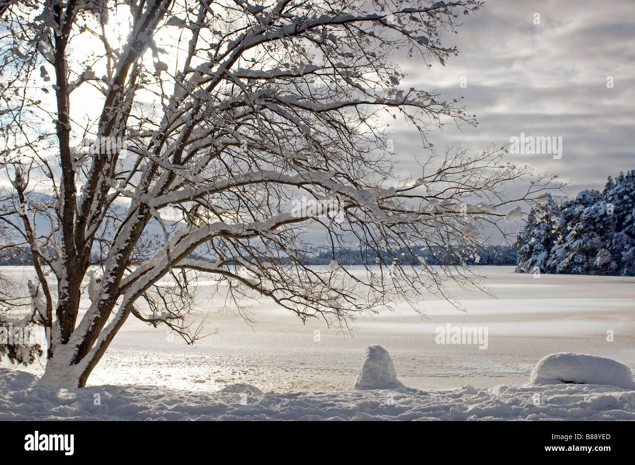 Loch garten osprey hi-res stock photography and images - Alamy