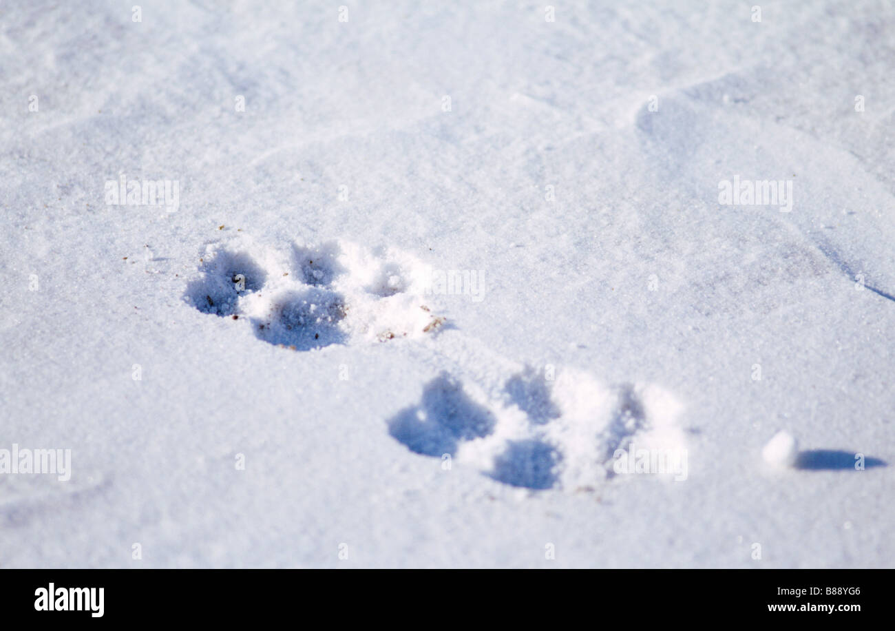 Tracks of Amur or Siberian tiger Panthera tigris altaica in snow China ...