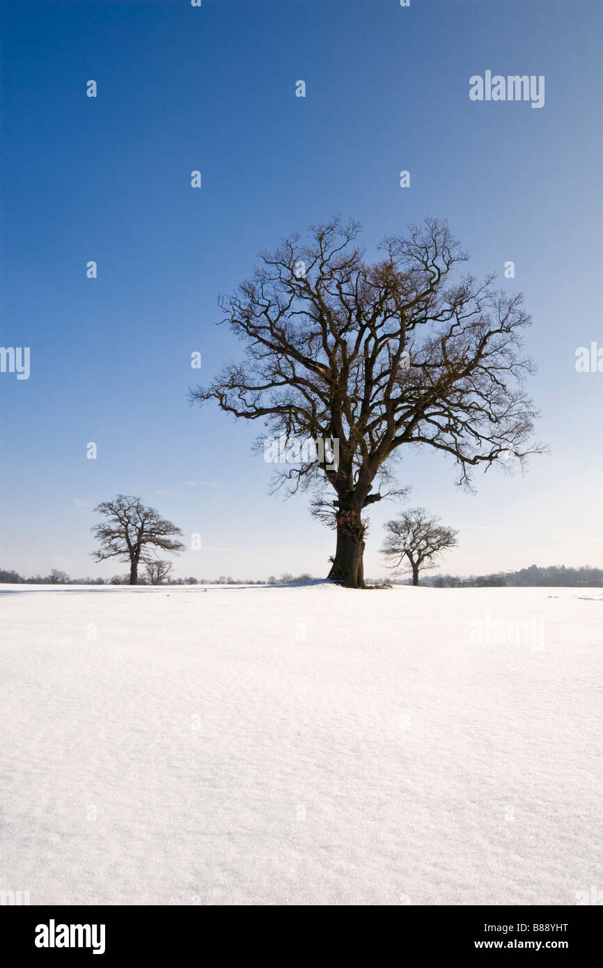 Three Trees in Snow landscape Stock Photo - Alamy