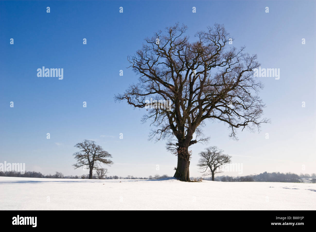 Three Trees in Snow landscape Stock Photo - Alamy