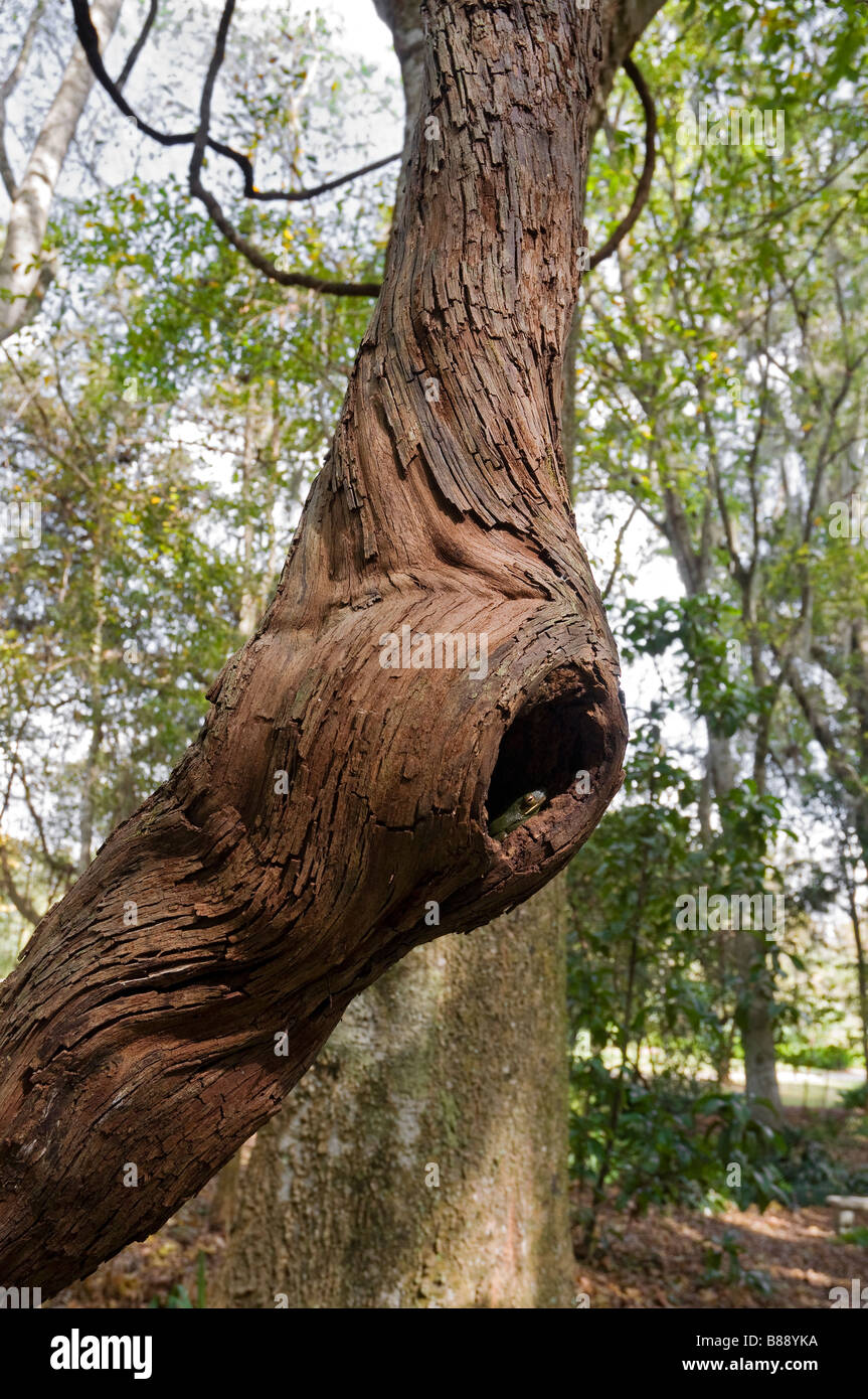 wood detail of tree at Kanapaha Botanical Gardens Gainesville Florida ...