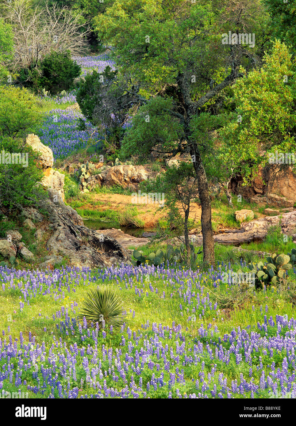 USA, Texas, Burnet County. Bluebonnet wildflowers (Lupinus texensis ...