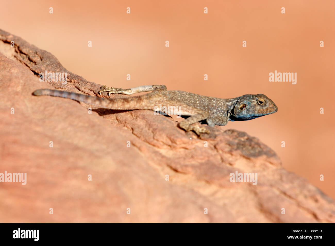 lizard in the desertic area by petra Jordan Stock Photo - Alamy