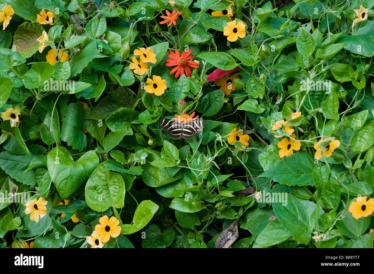 Zebra longwing Heliconius charithonia butterfly on Thunbergia alata or ...