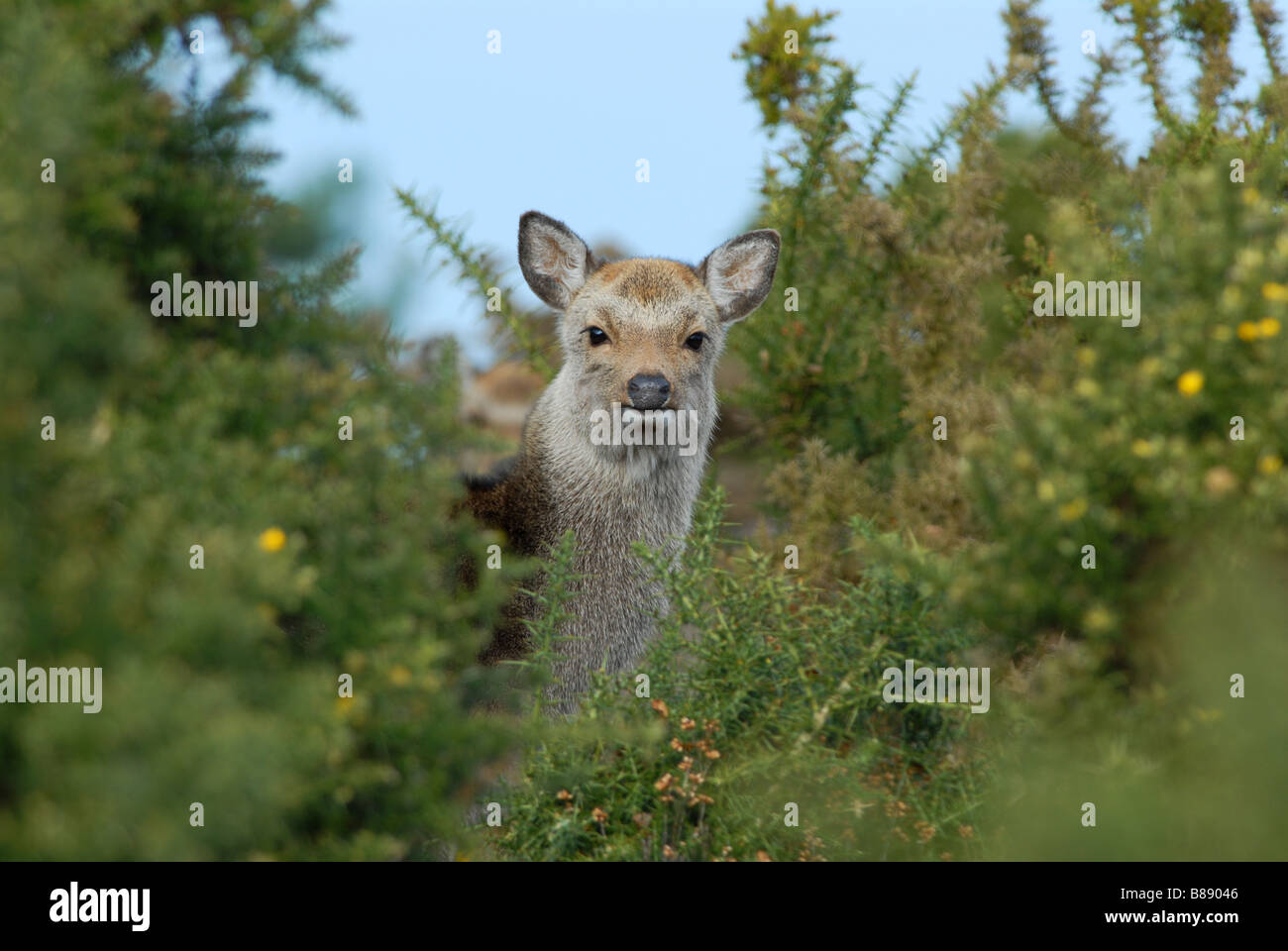 Sika deer cervus nippon doe hi-res stock photography and images - Alamy