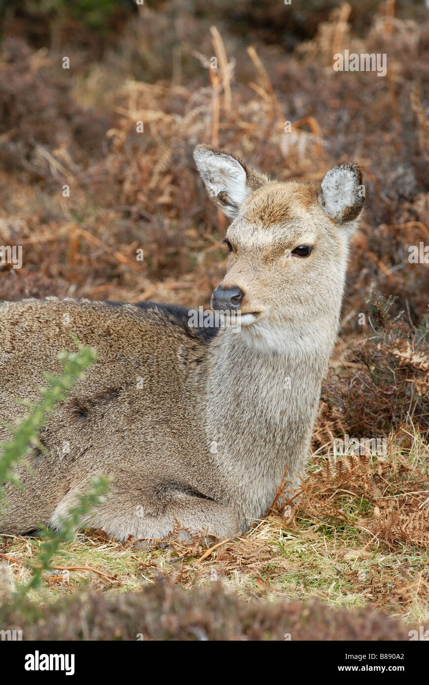 Sika deer cervus nippon doe hi-res stock photography and images - Alamy